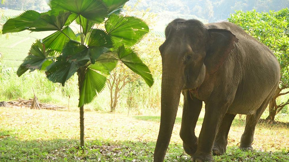 Elephant Motorcycle Tour: Individual & Animal Friendly | Enjoy Adventure